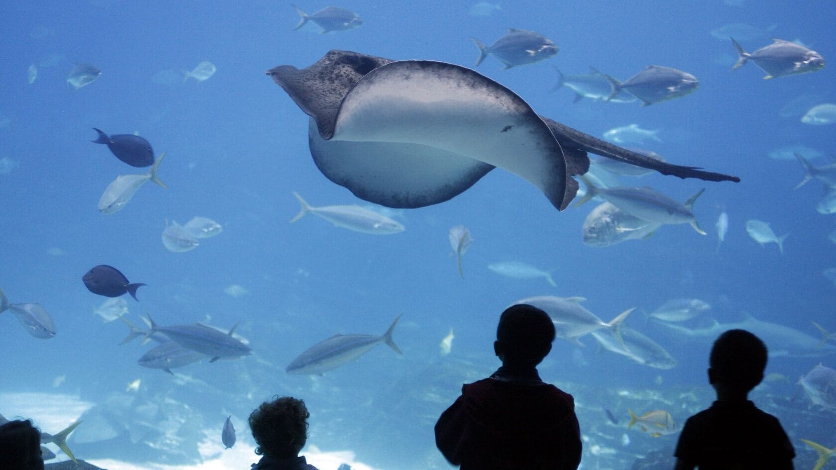 Sea Life Porto: Info, biglietti e Come Arrivare all'Acquario